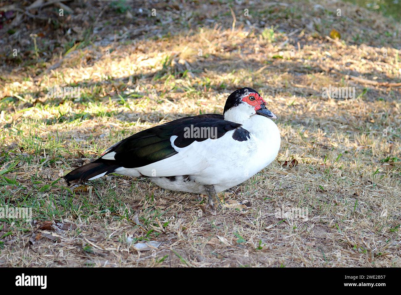 In the picture is a Muscovy duck., the body is black and white, red ...
