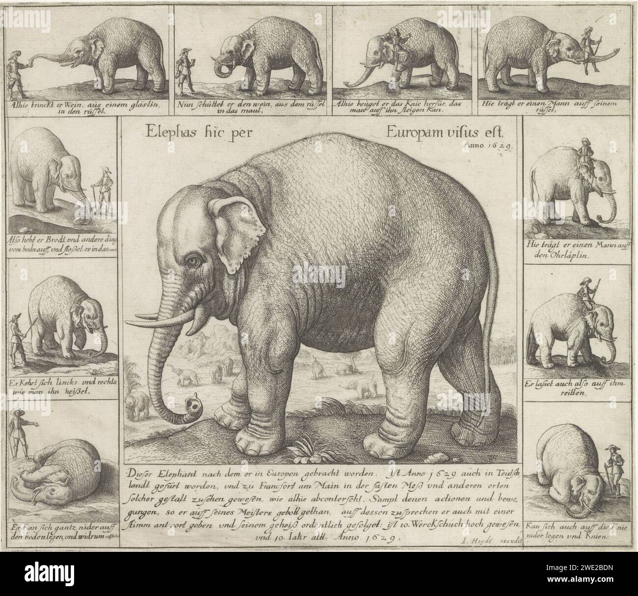 Tamme animals hi-res stock photography and images - Alamy