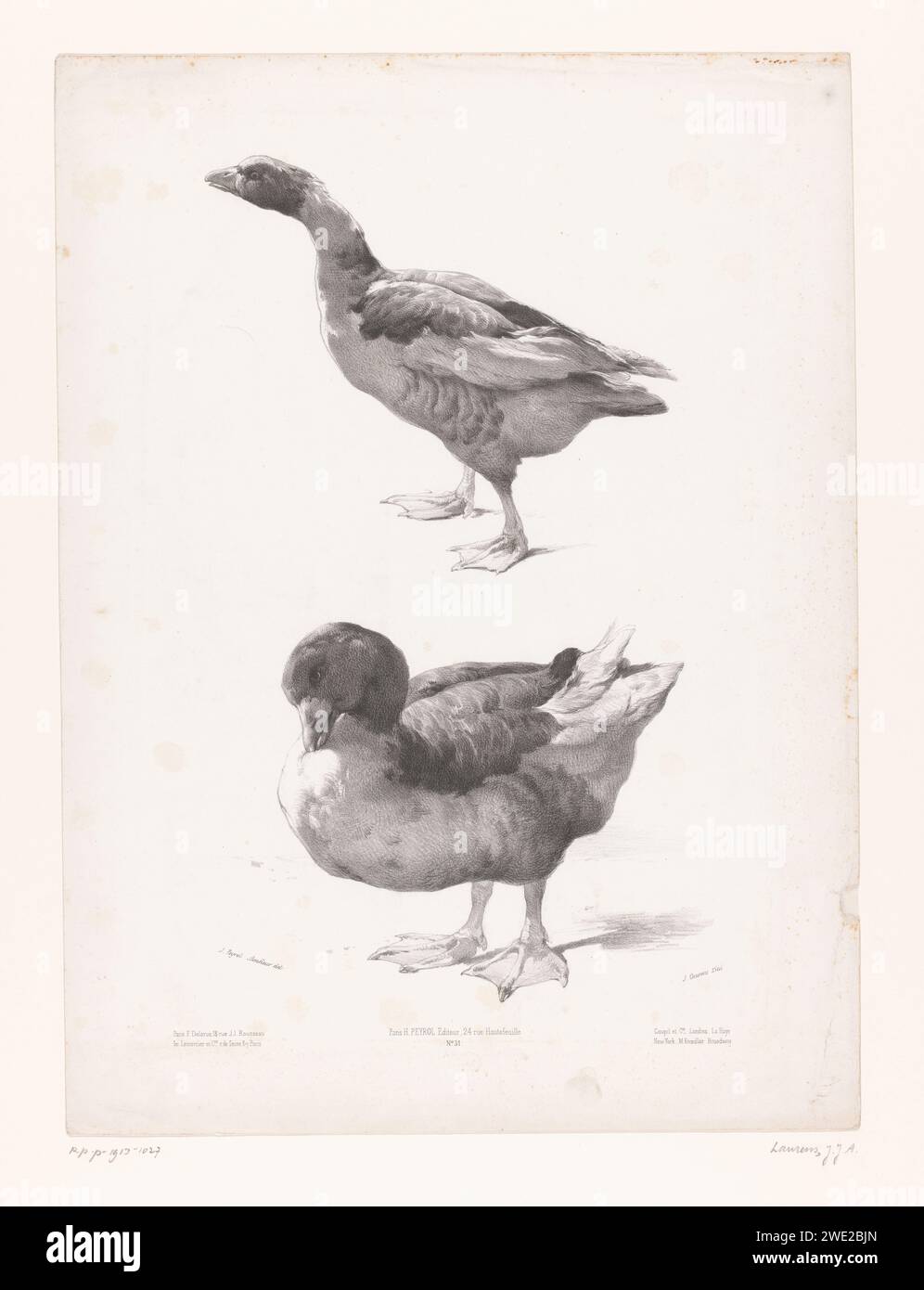 Study of a goose and a duck, Jules Joseph Augustin Laurens, After ...