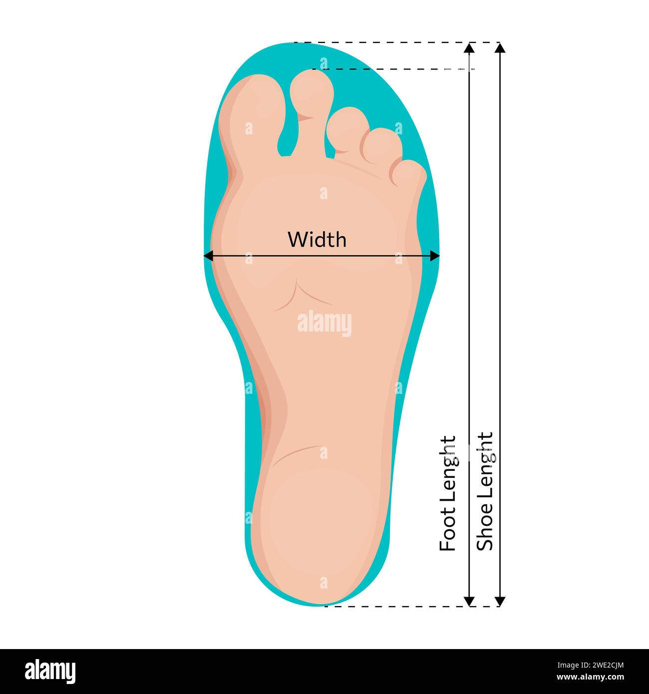 Foot size measurements vector illustration design. Footstep length and ...