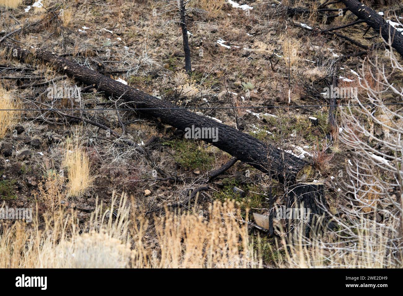 Burnt dead tree (from large wildfire) cut by forestry workers. Angled ...