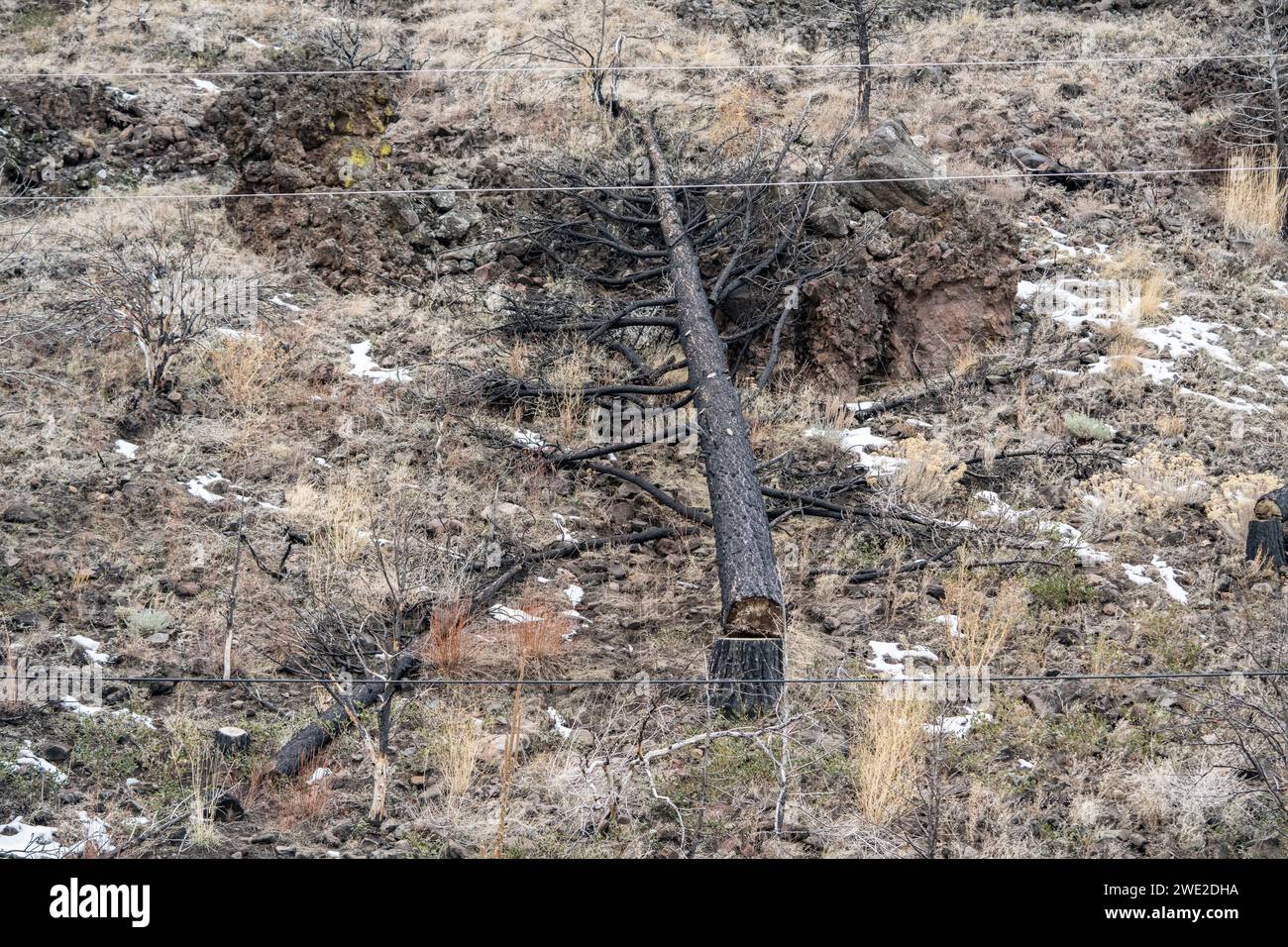 Burnt dead tree (from large wildfire) cut by forestry workers near ...
