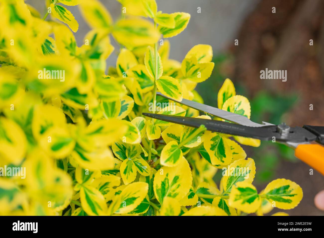 Bush Haircut Hi Res Stock Photography And Images Alamy