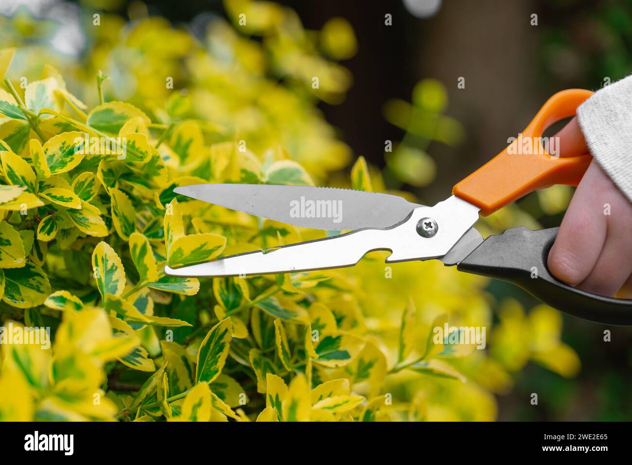 Euonymus Fortune cut .Hands trim euonymus branches with garden shears ...