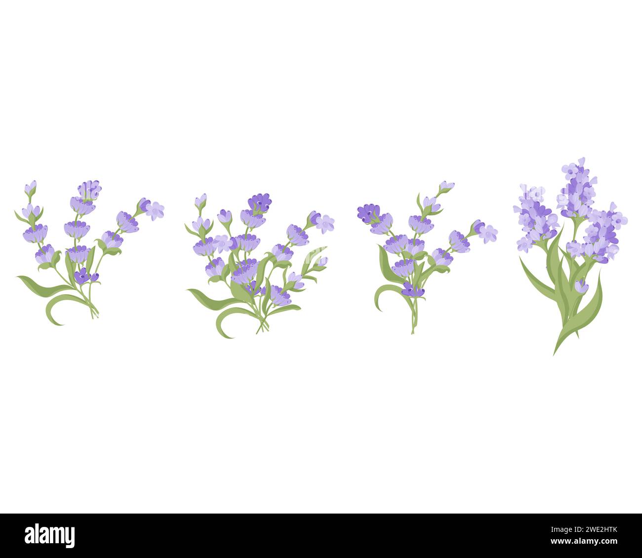 Set of bouquets of lavender flowers. Vector illustration isolated on ...