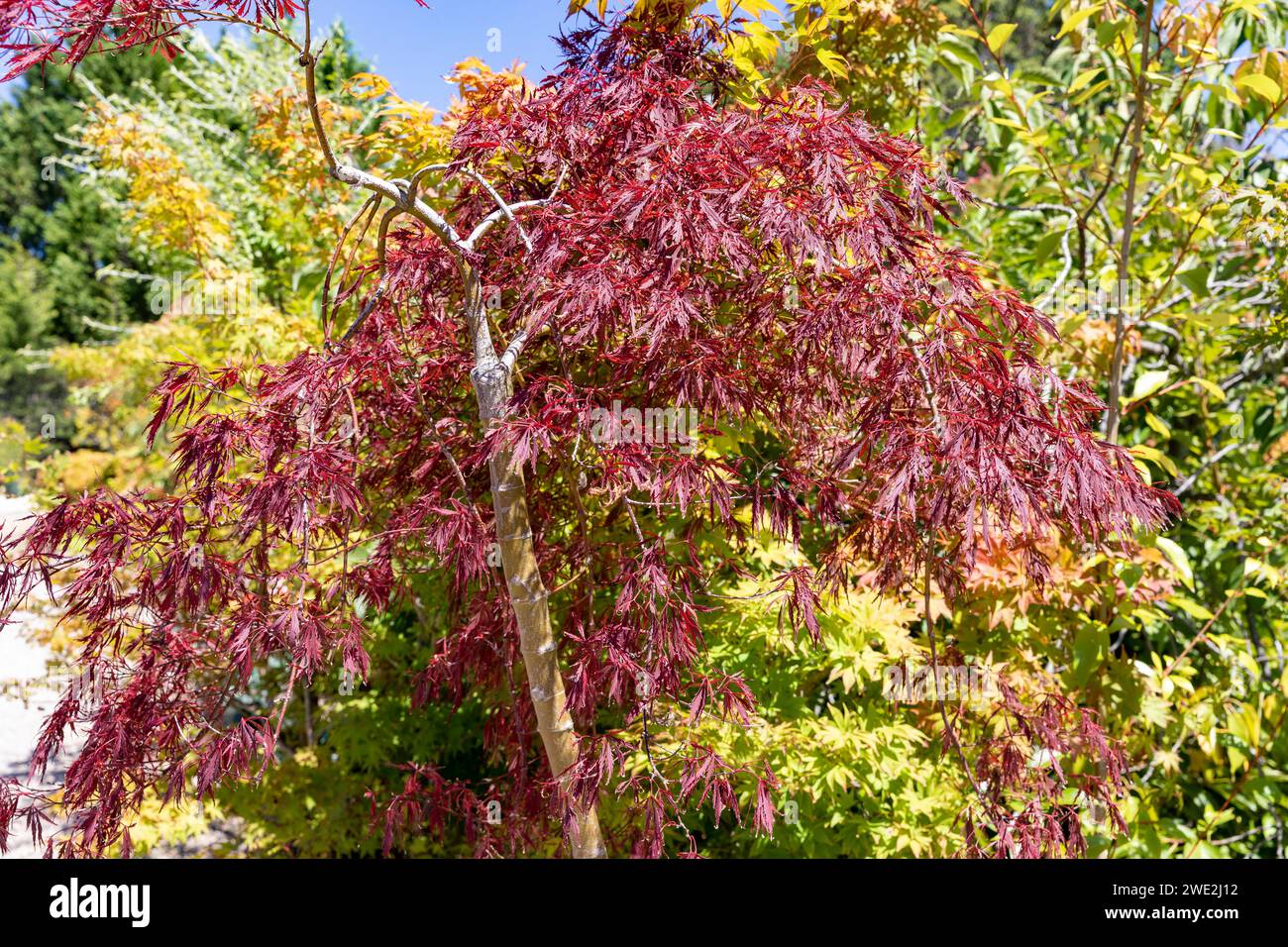 Australian trees nursery hi-res stock photography and images - Alamy