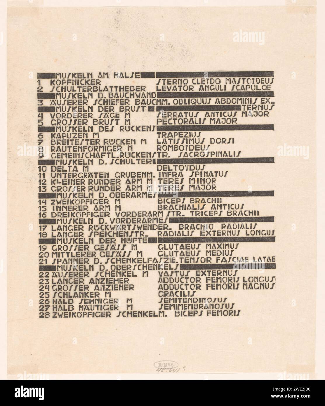List of neck, back and buttock muscles in German and Latin, Reijer ...