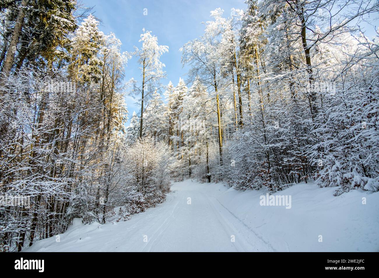 Cross-country skiing in the snowy Thuringian Forest near Floh ...