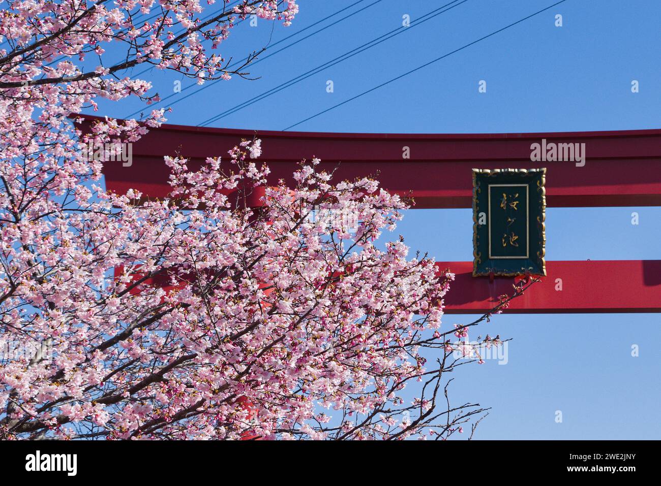 Sakura tree and Torii gate Stock Photo - Alamy