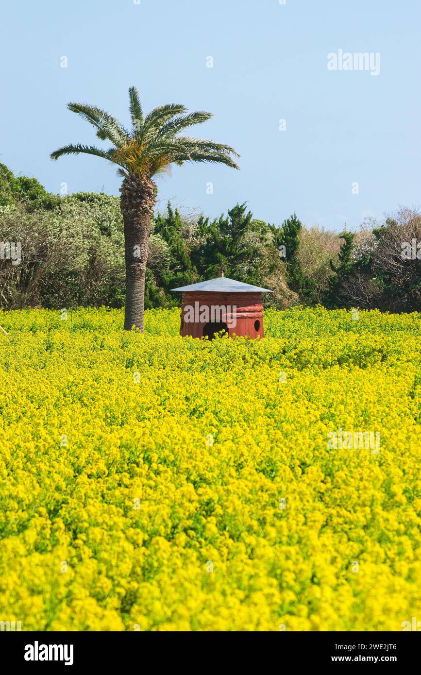 Japan flower fields hi-res stock photography and images - Alamy