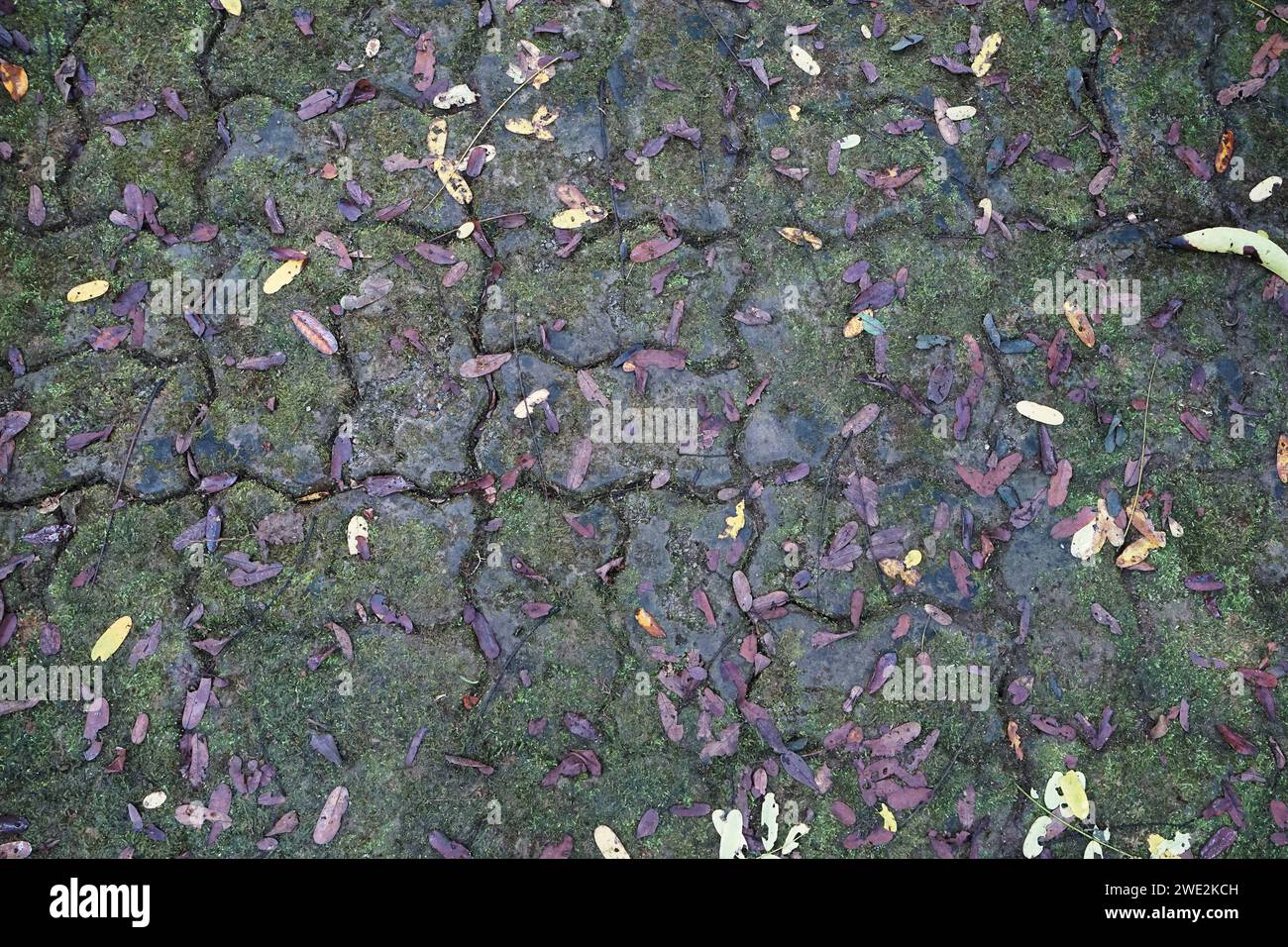 Green mossy stone pavement tiles texture and surface Stock Photo - Alamy