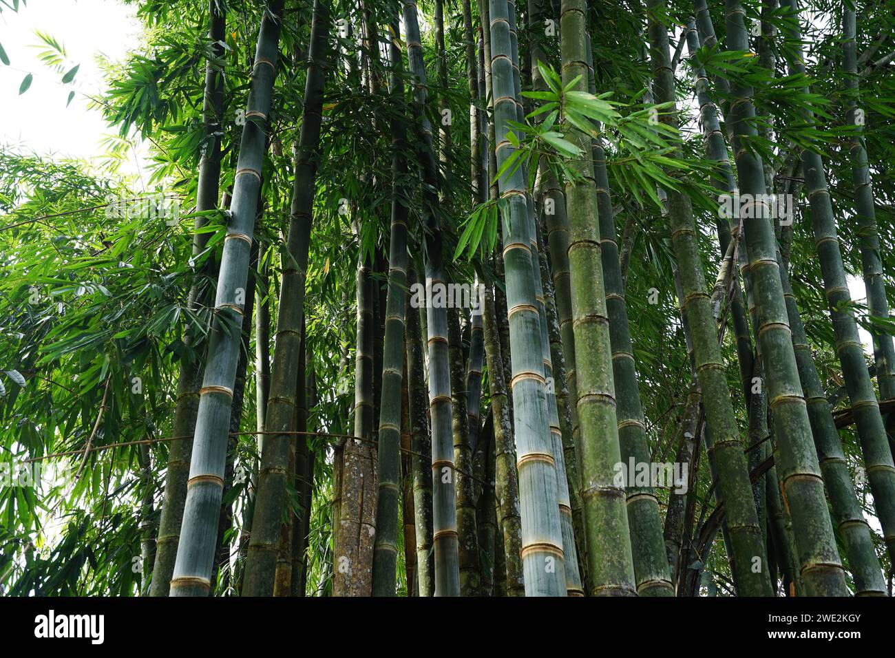 Green tropical bamboo groove forest Stock Photo - Alamy