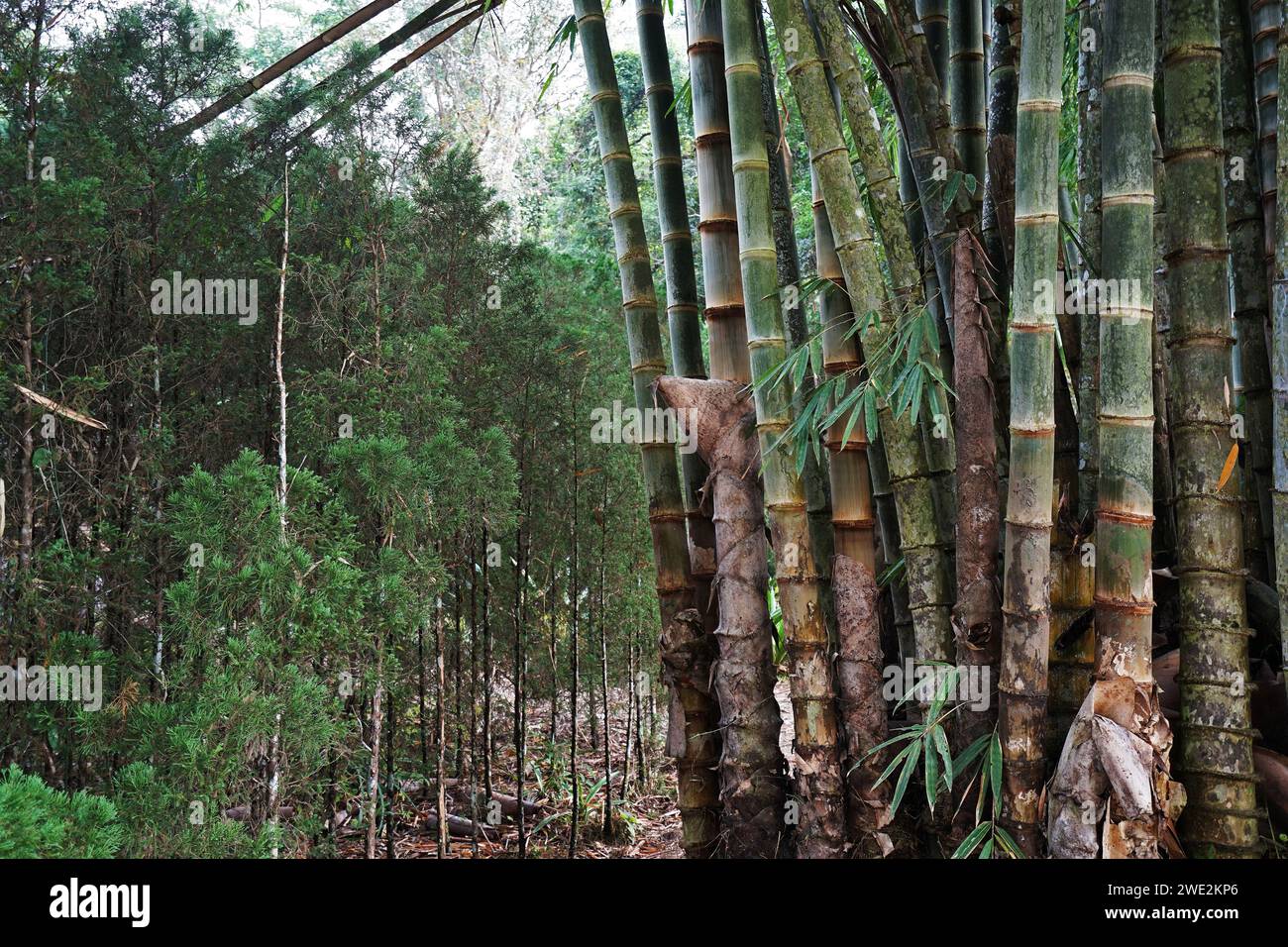 Green tropical bamboo groove forest Stock Photo - Alamy
