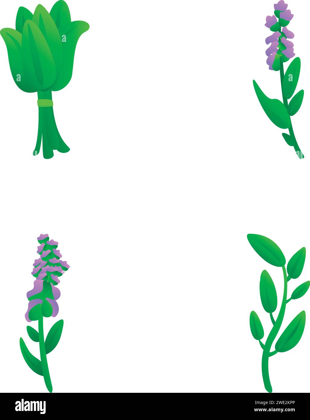 Culinary herb icons set cartoon vector. Various aromatic culinary herb ...