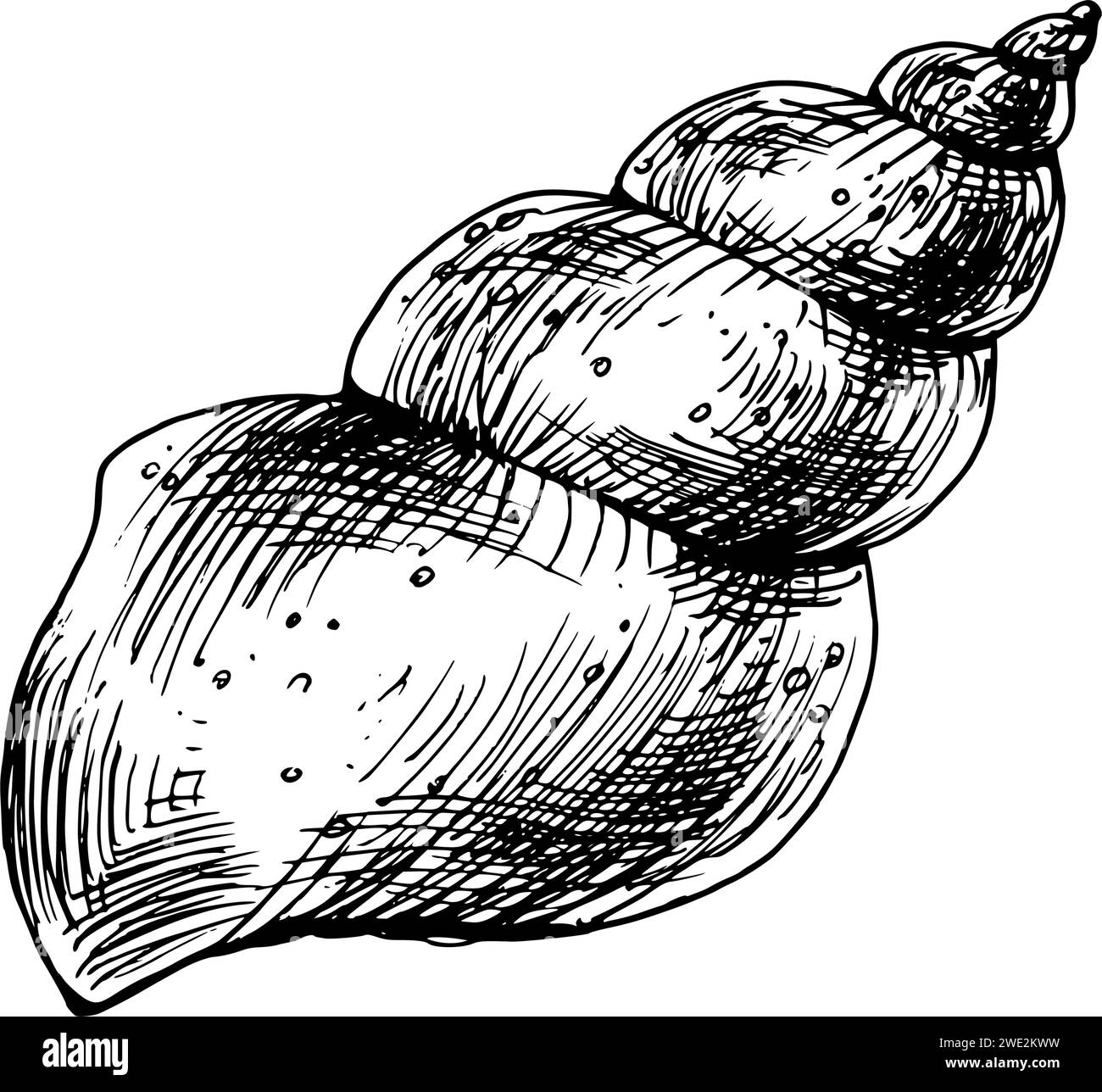 Underwater world clipart with seashell. Graphic illustration hand drawn ...