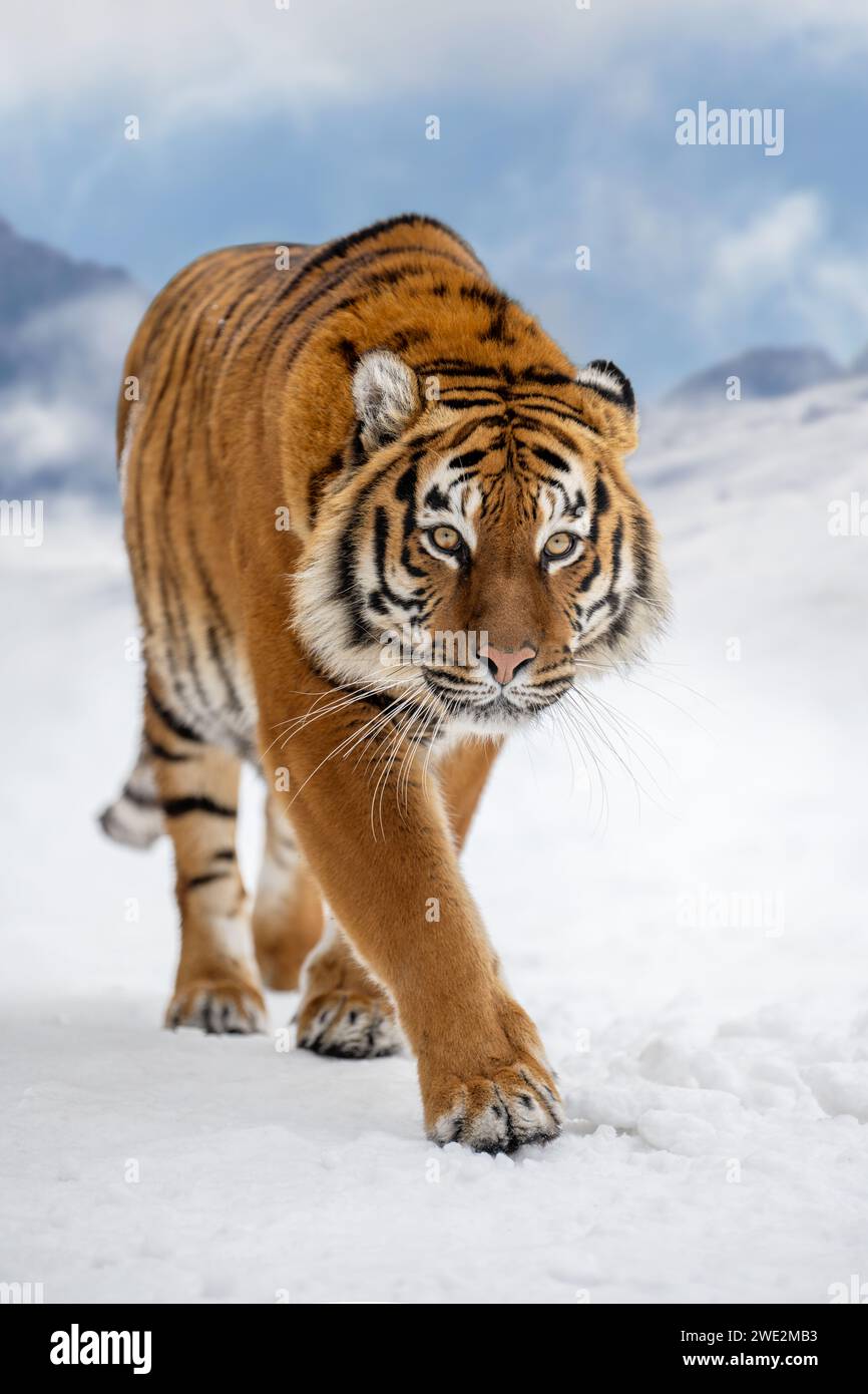 Tiger in the winter mountain. Wild predators in natural environment ...