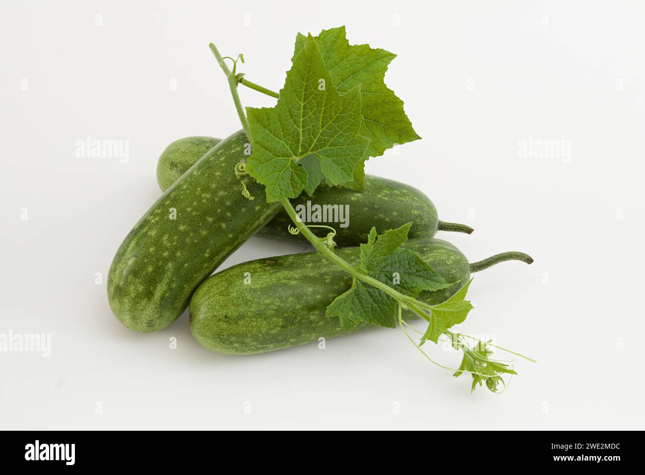Wax gourd also known as ash gourd or winter melon on a white background ...