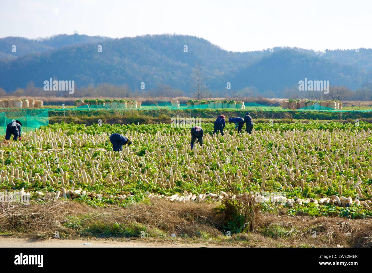 Sangju City, South Korea - November 18th, 2023: Farmers meticulously ...