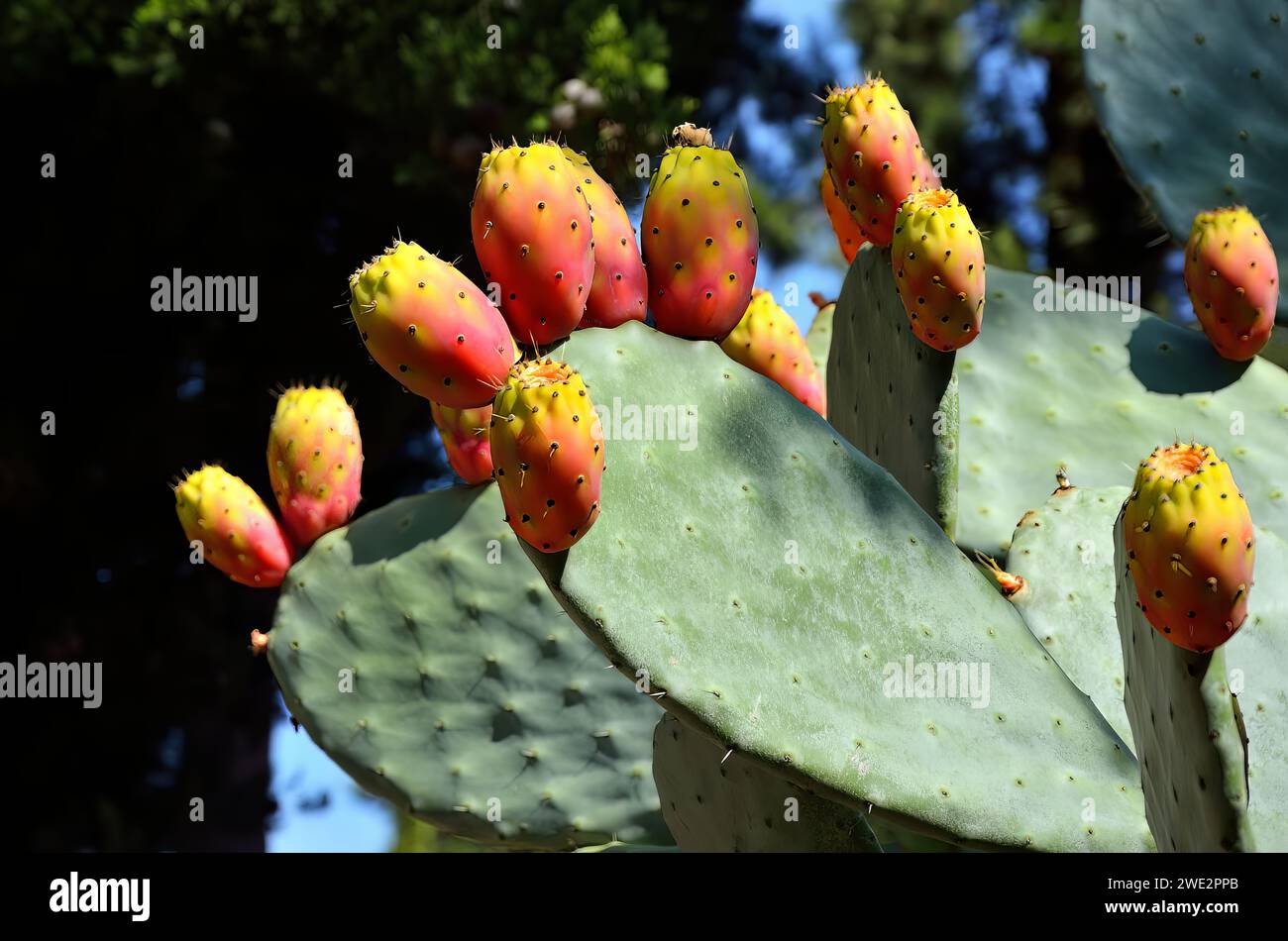 A close-up of cactus fruit buds on vibrant green opuntia plant leaves ...