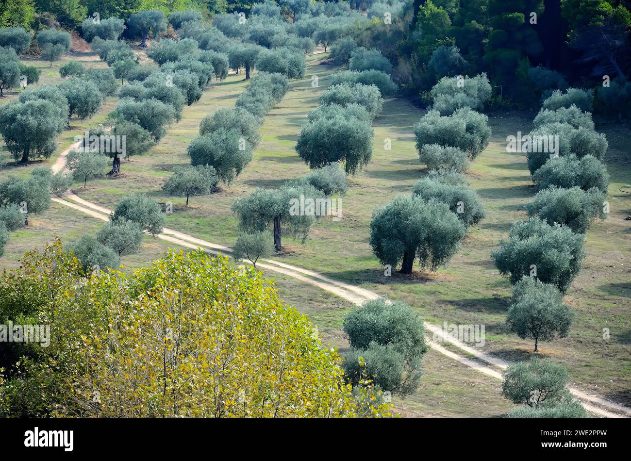 Picturesque view olive trees hi-res stock photography and images - Alamy