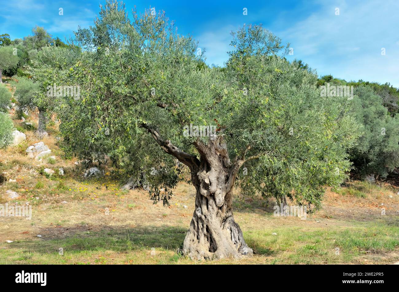 Branches amidst lush greenery hi-res stock photography and images - Alamy