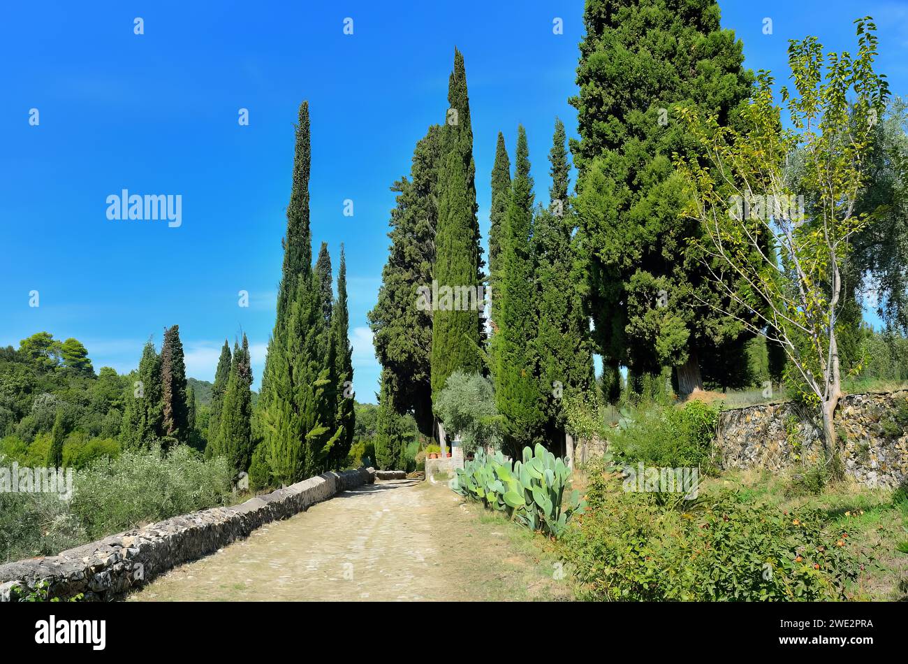 Greece cypress hi-res stock photography and images - Alamy