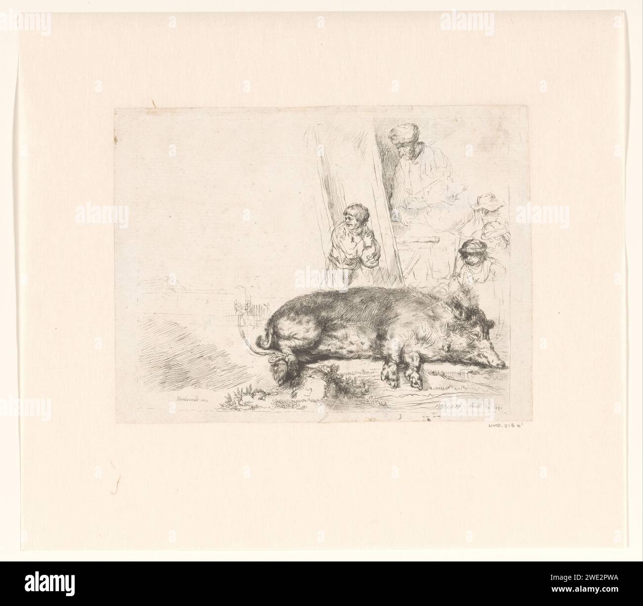 Castrated pig hi-res stock photography and images - Alamy