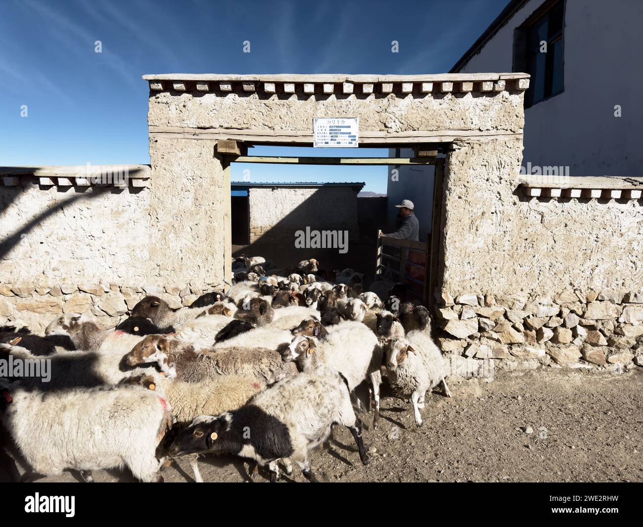 Lhasa, China's Xizang Autonomous Region. 20th Dec, 2023. A sheep ...