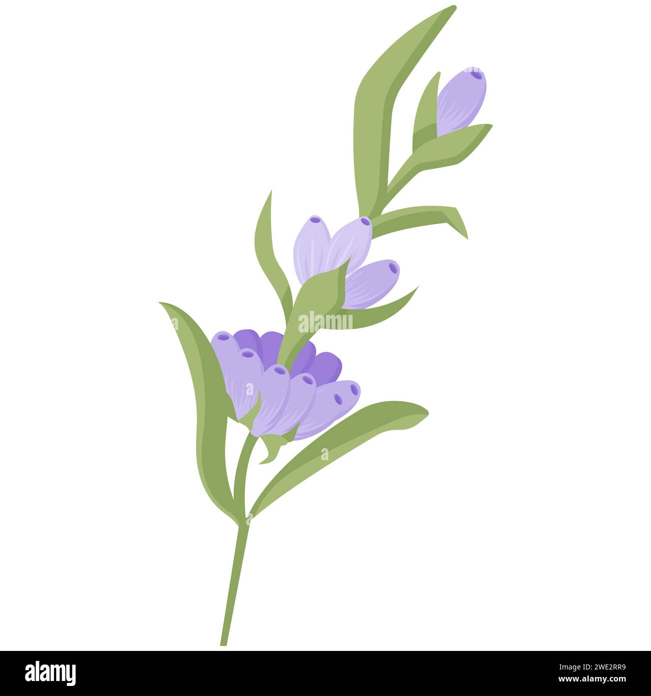 Delicate lavender flower in flat style. Vector illustration isolated on ...