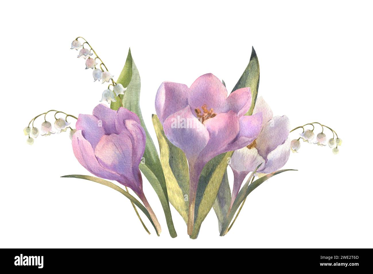 White and purple crocuses and lily. Flowers painted in watercolor. A ...
