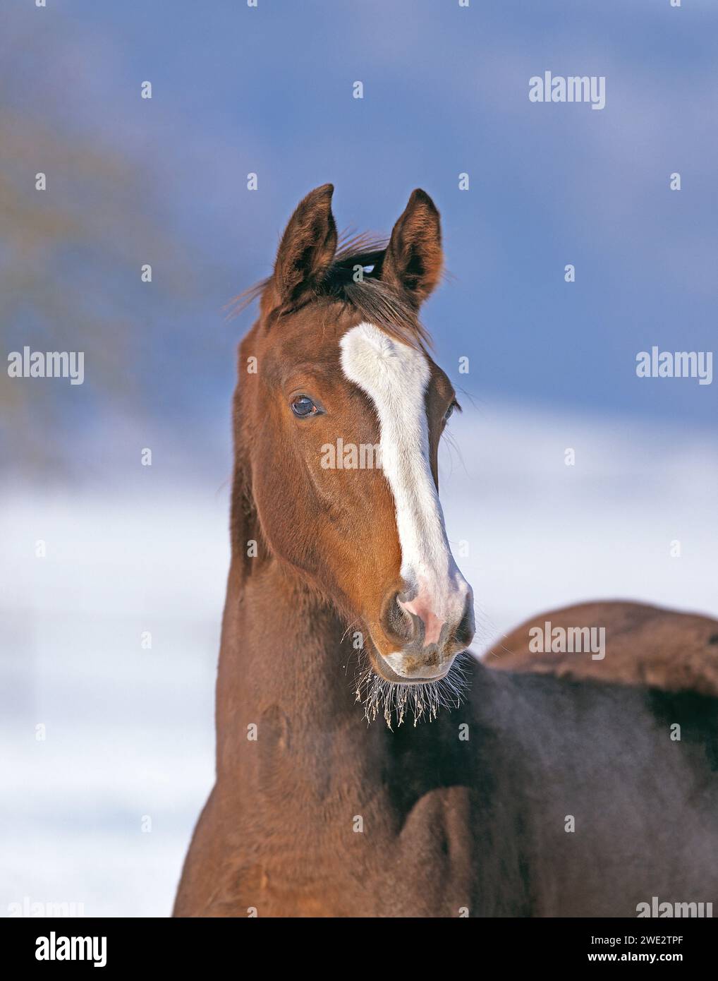 Young Holstein mare in winter, Germany Stock Photo - Alamy