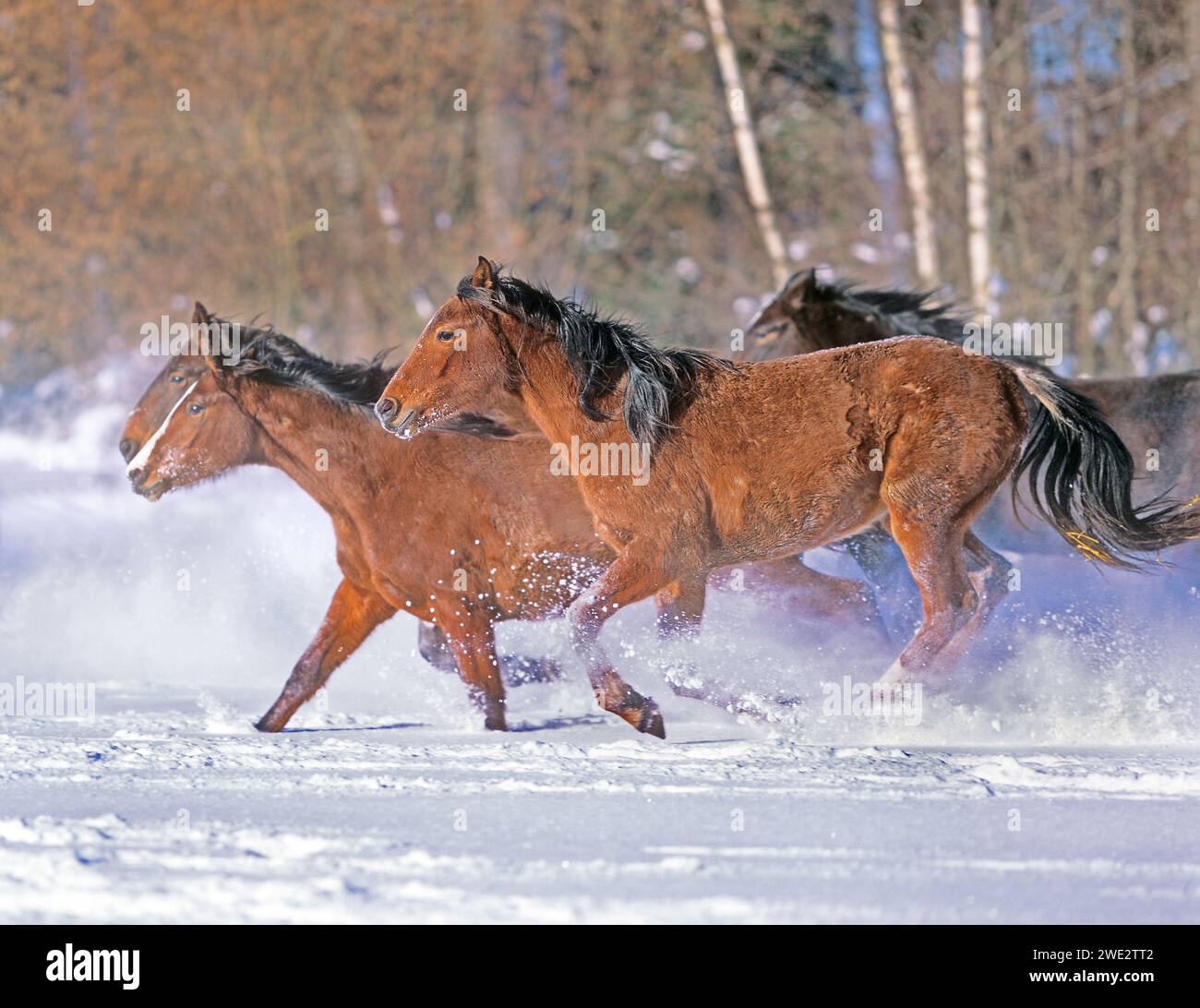Horses running in snow hi-res stock photography and images - Alamy