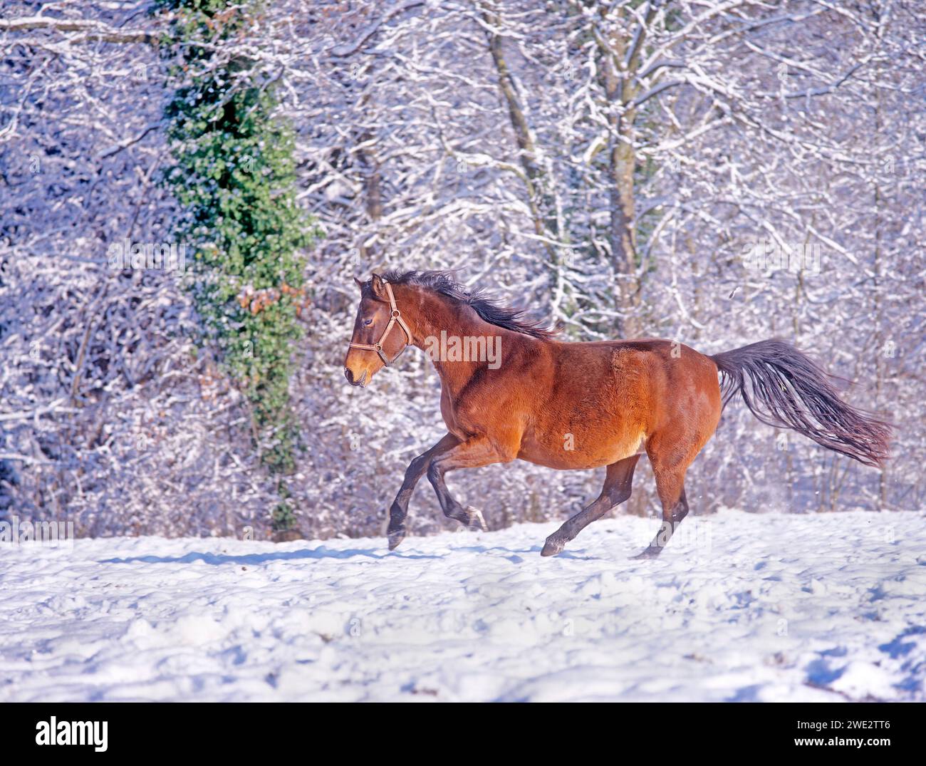 Holstein mare hi-res stock photography and images - Alamy