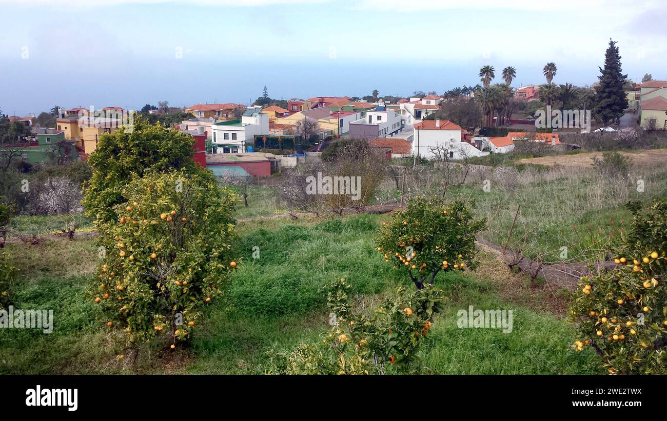 Beautiful spanish orange trees hi-res stock photography and images - Alamy