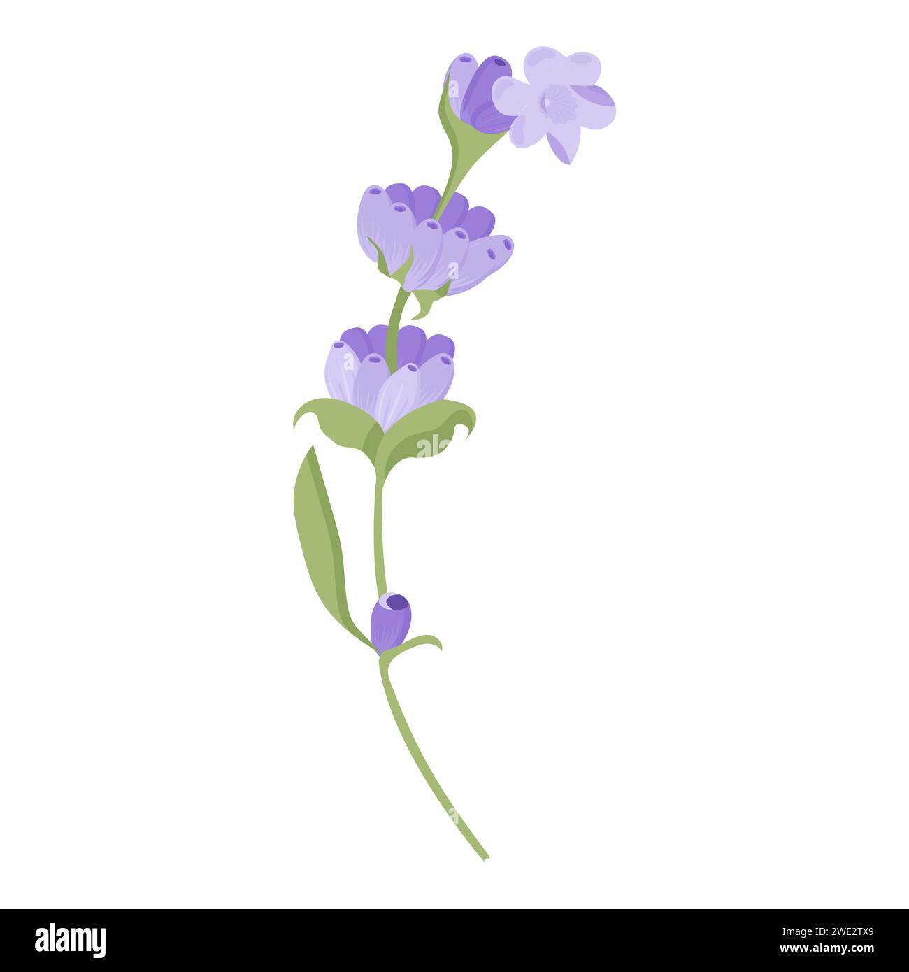 Delicate lavender flower in flat style. Vector illustration isolated on ...
