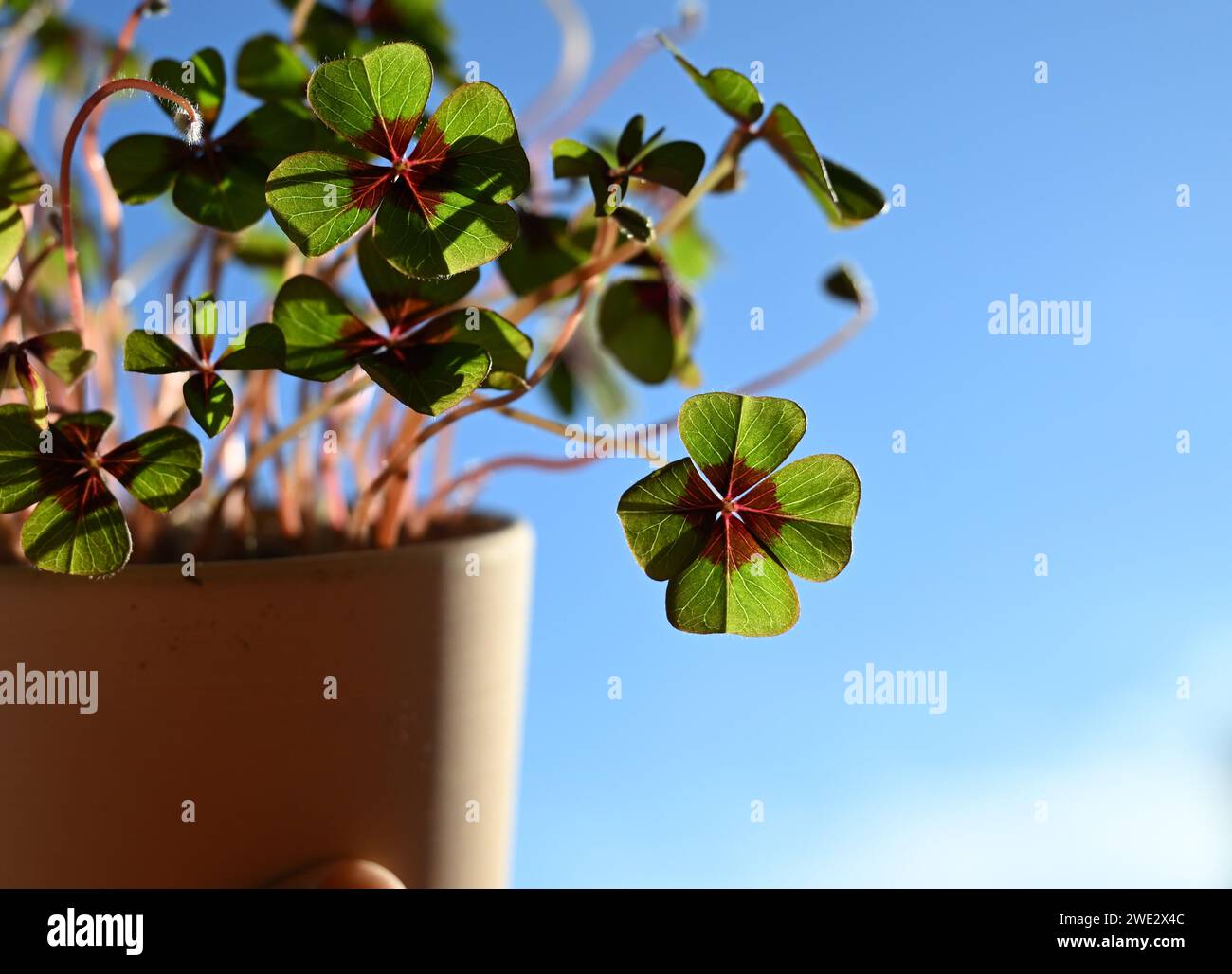Oxalis oxalis tetraphylla hi-res stock photography and images - Alamy