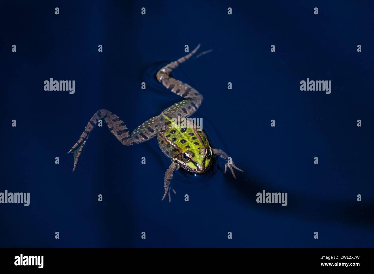 marsh frog, Pelophylax ridibundus, in a pond, Aiguamolls Empordà ...