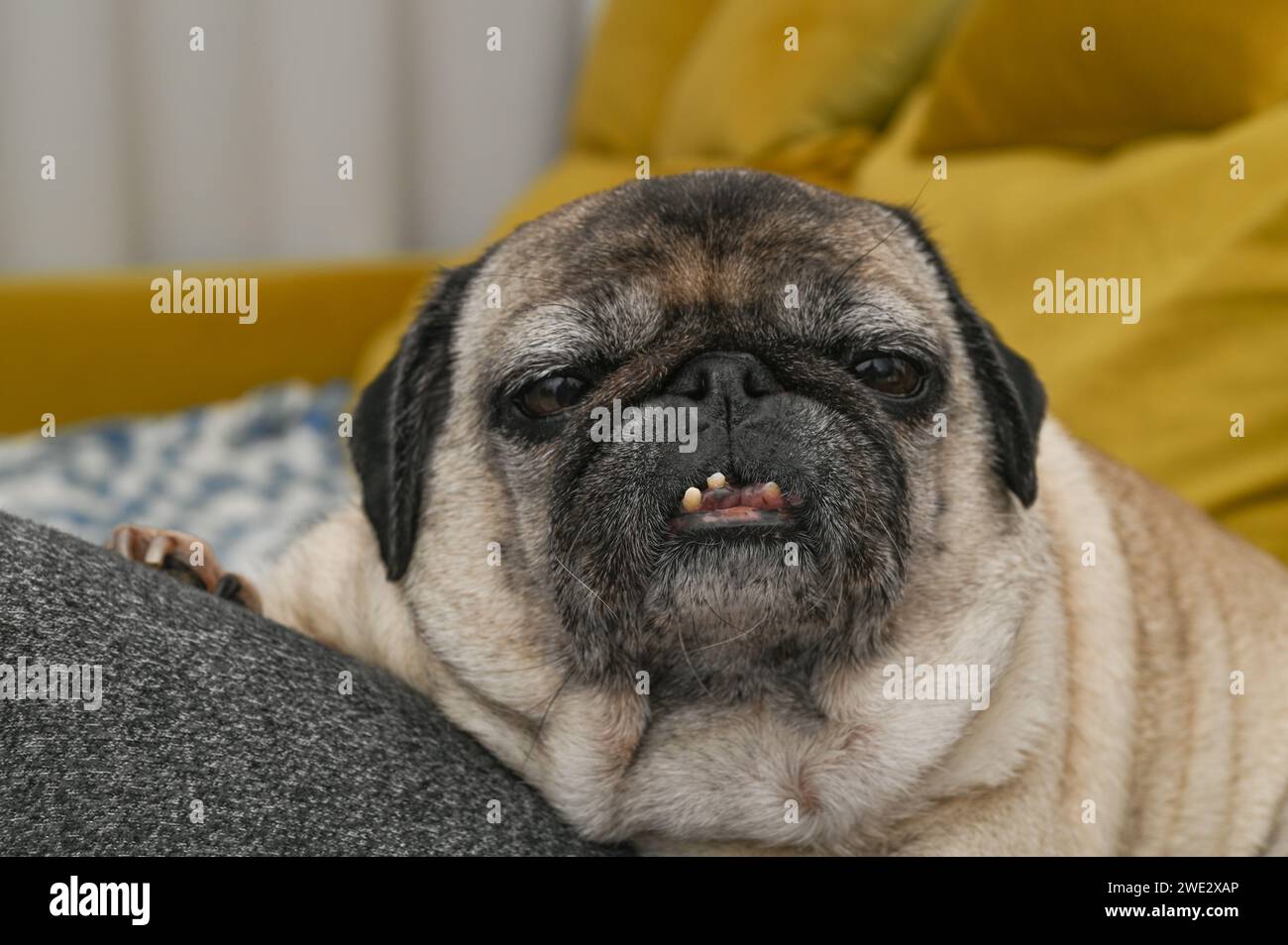 an old pug lies on the owner's lap 1 Stock Photo - Alamy