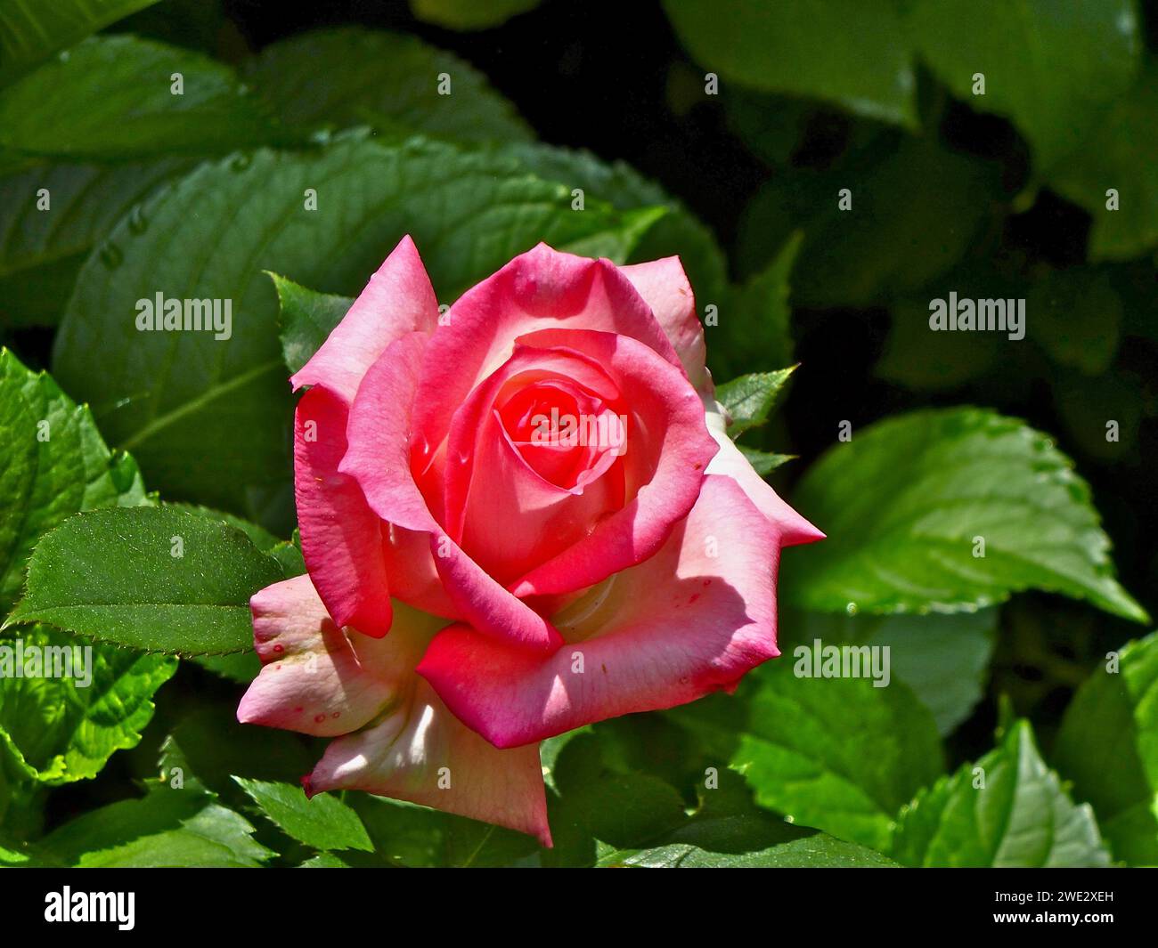 Lush pink rose hi-res stock photography and images - Alamy