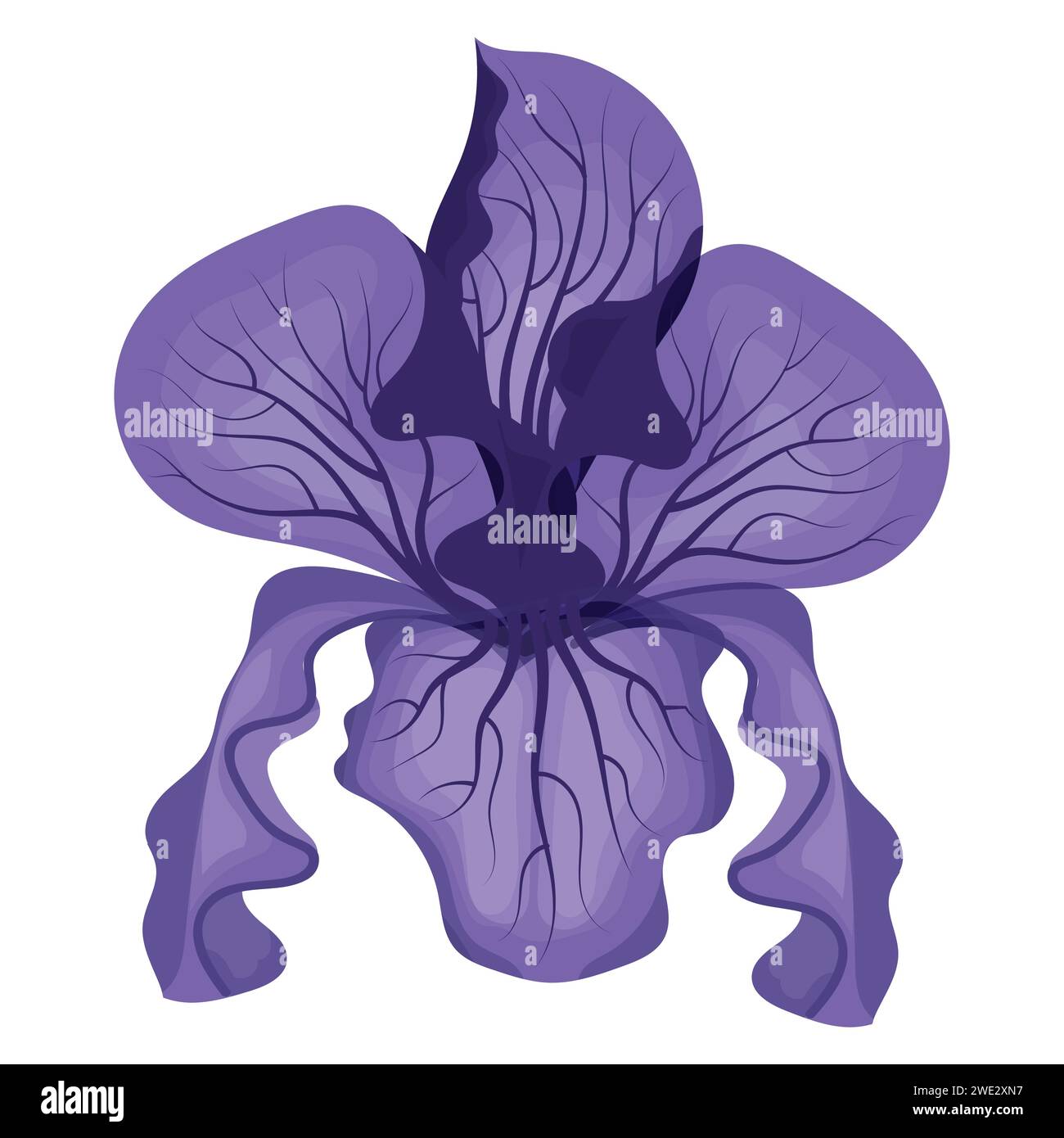 Iris flower purple. Vector illustration isolated on white background ...