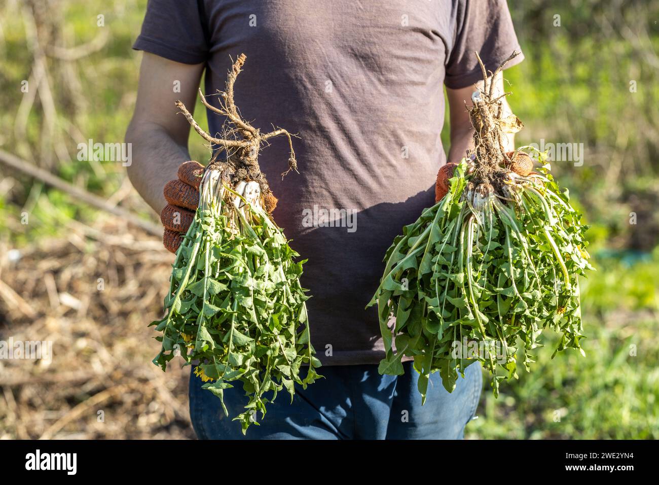 Gardeners hand holding a weed bunch, dandelion plant with large roots ...