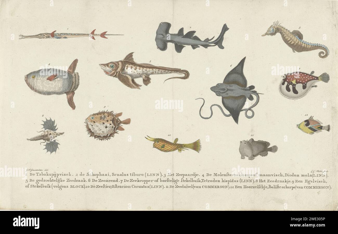 Twelve Different Fish Species, Karel Christiaan Fuchs, after Gerrit Jacobus Geusendam, 1802 ...