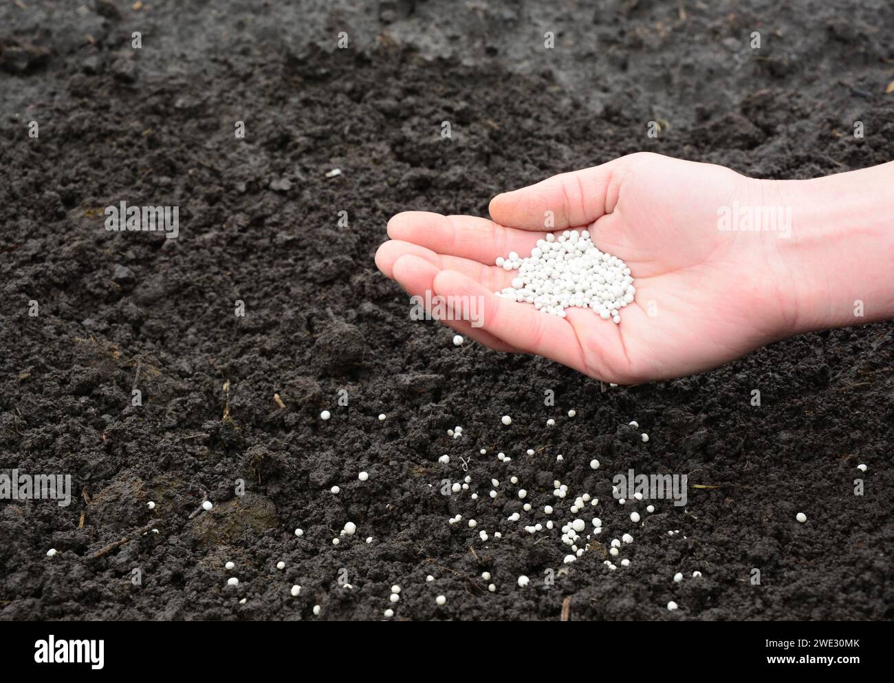 Chemical fertilizer application: A man, gardener is adding mineral ... Chemical fertilizer application: A man, gardener is adding mineral ...
