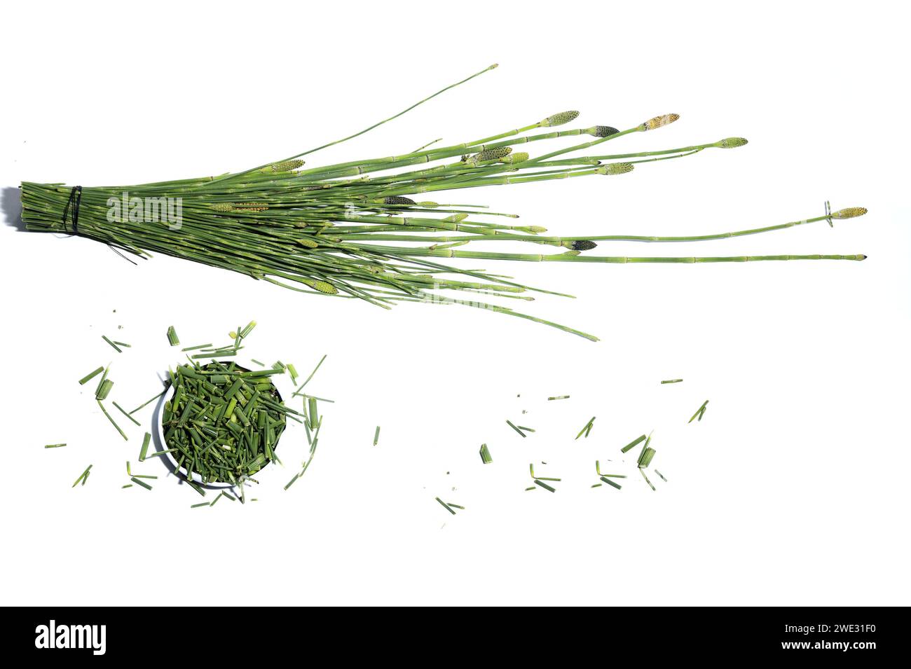 Green medicinal plant equisetum arvense, the field horsetail or common ...