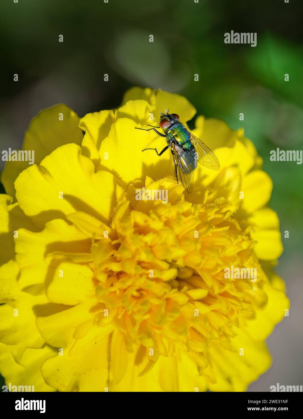 A fly feeding on the nectar of a beautiful yellow flower. Vertical ...