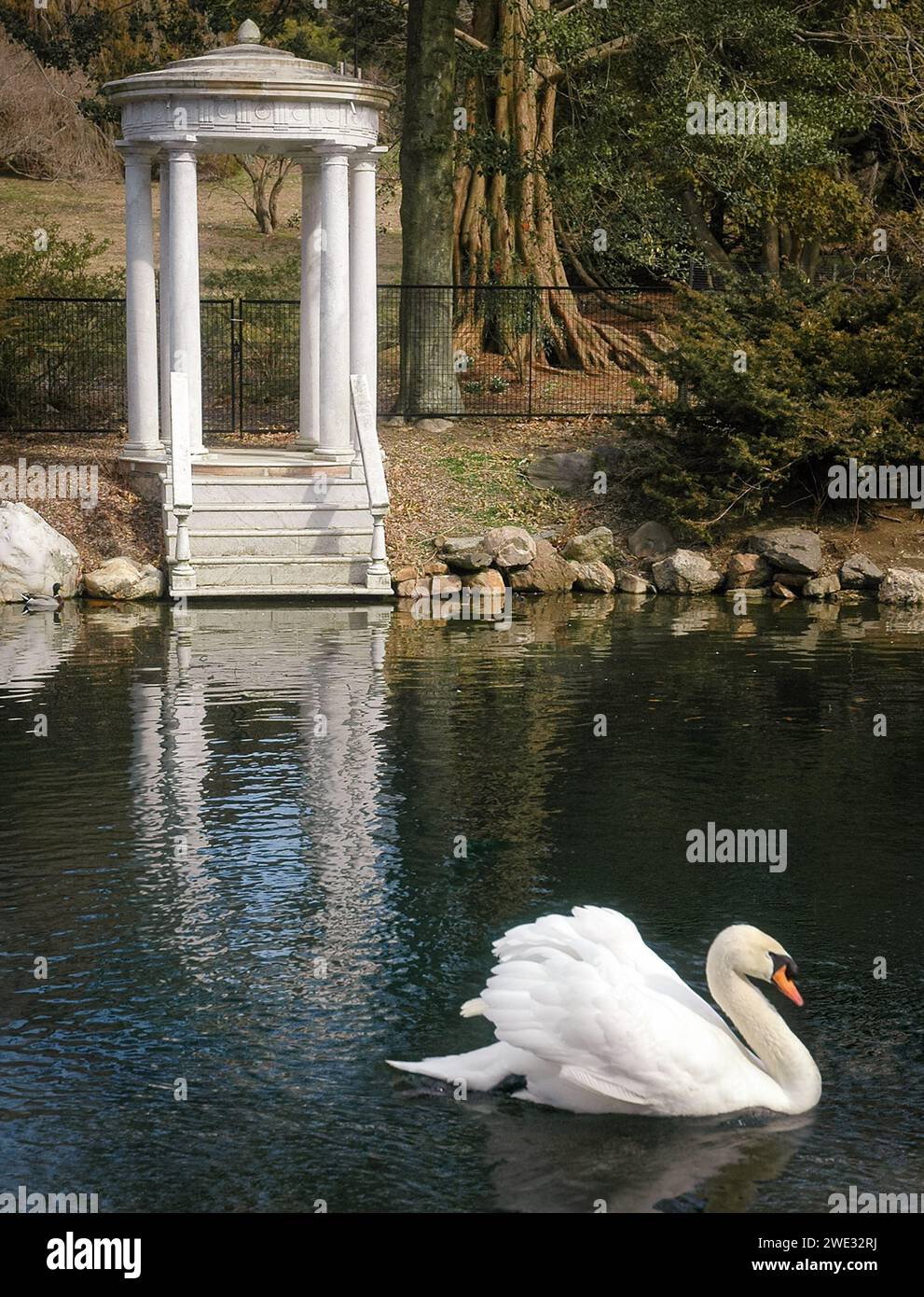 Swan in the Pond at The Morris Arboretum & Gardens of the University of ...
