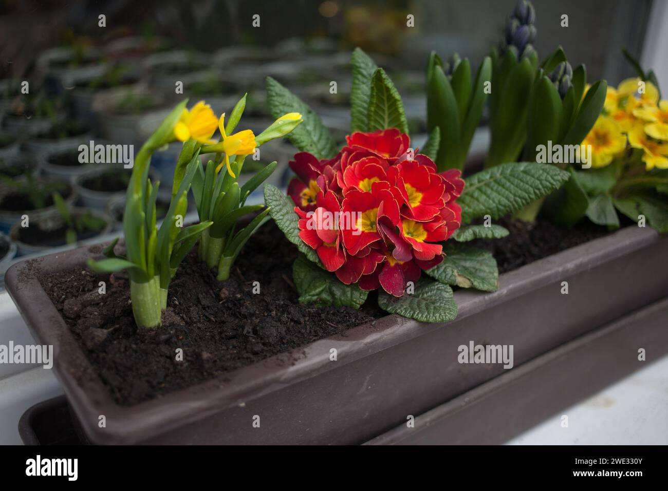 Spring flowers - daffodils, polyanthus and hyacinth - in the box in ...
