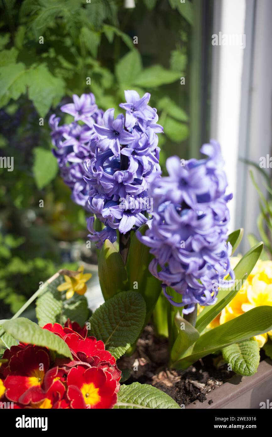Spring flowers - daffodils, polyanthus and hyacinth in the box in front ...