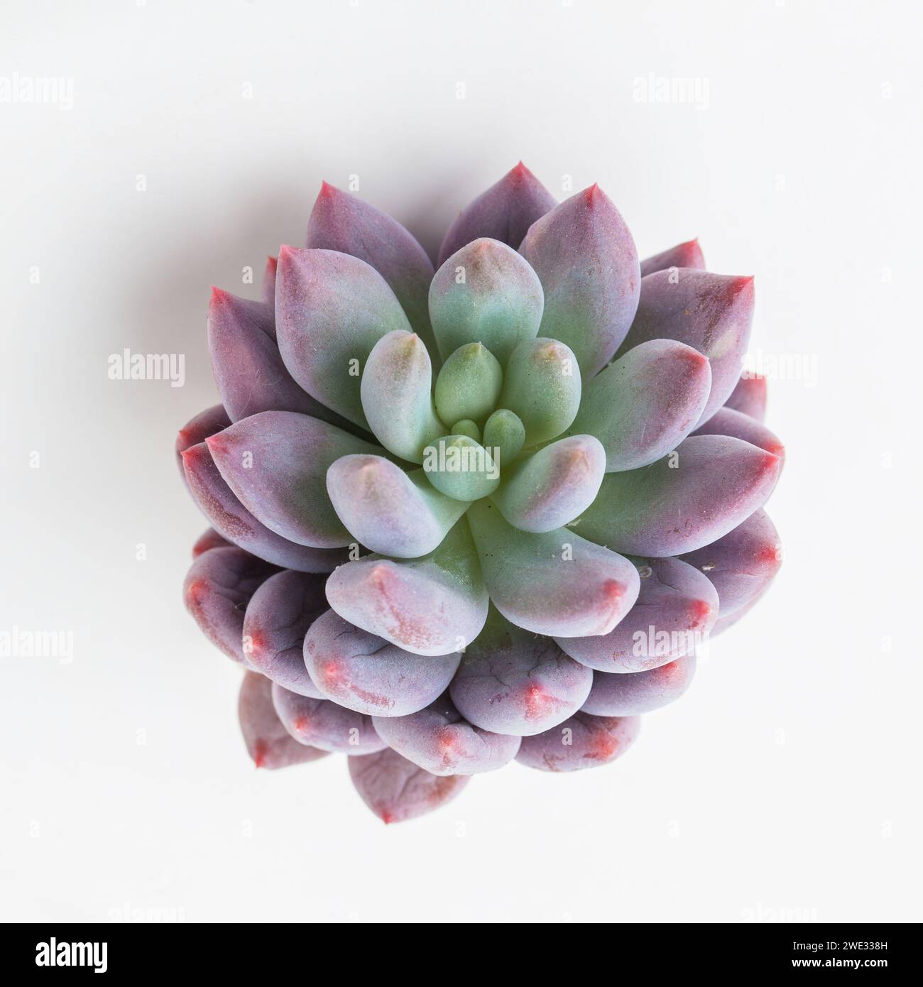 Succulent Pachyphytum Angel Finger on white background Stock Photo - Alamy