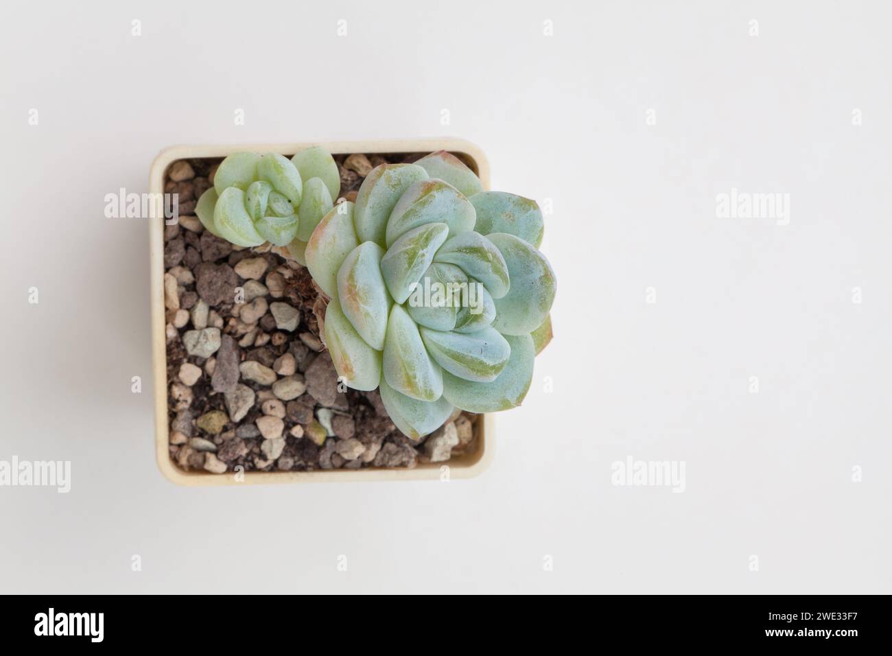 Natural Plump Echeveria Amabile flower top view Stock Photo - Alamy